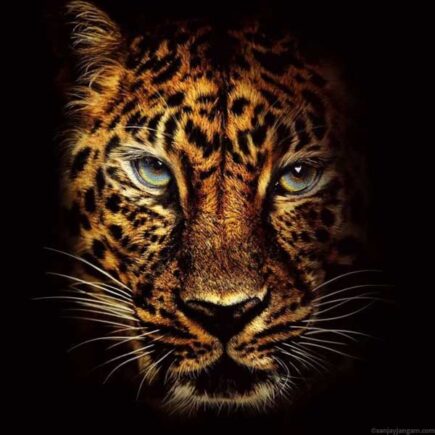 WhatsApp DP Images | Download 1100+ New DP for WhatsApp