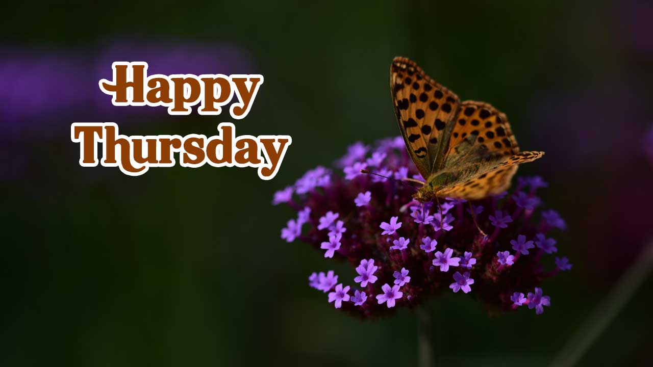 Happy Thursday Images | 1100+ Thursday Good Morning Images | Sanjay Jangam