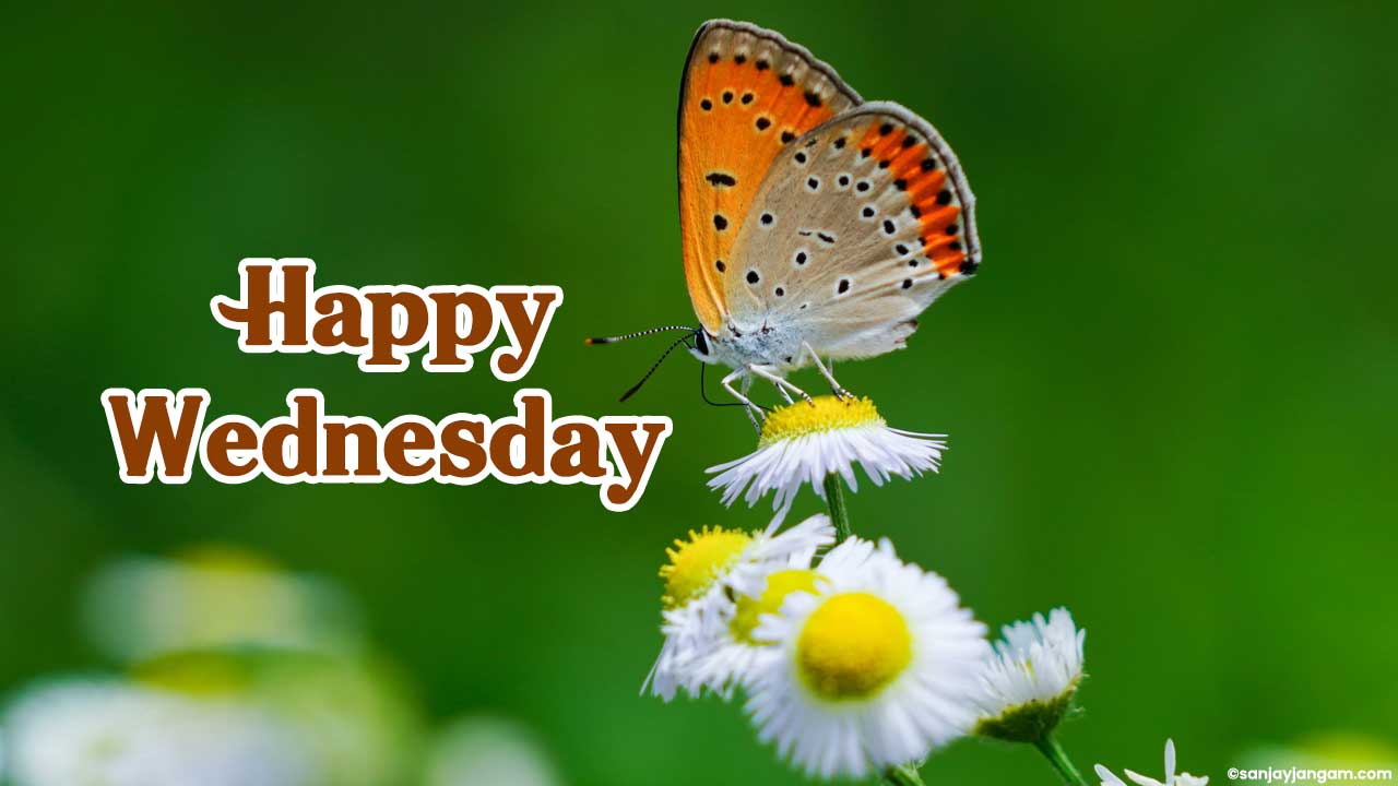 Happy Wednesday Images | 1100+ Wednesday Good Morning Images | Sanjay ...