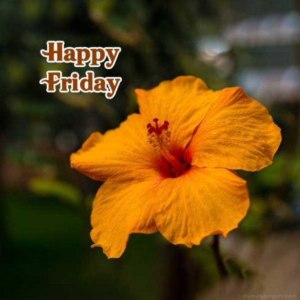Happy Friday Images | 1100+ Happy Friday Pics & Photos | Sanjay Jangam