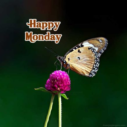 Happy Monday Images | 1100+ Monday Greetings Images | Sanjay Jangam