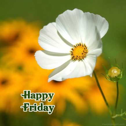 Happy Friday Images | 1100+ Happy Friday Pics & Photos | Sanjay Jangam