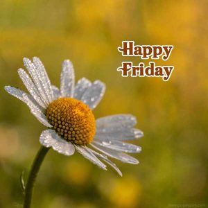 Happy Friday Images | 1100+ Happy Friday Pics & Photos | Sanjay Jangam