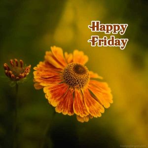 Happy Friday Images | 1100+ Happy Friday Pics & Photos | Sanjay Jangam