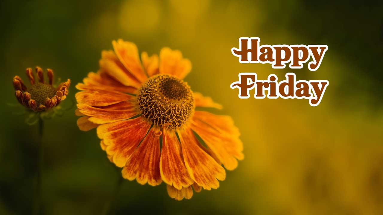 Happy Friday Images | 1100+ Happy Friday Pics & Photos | Sanjay Jangam