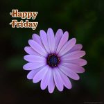 Happy Friday Images | 1100+ Happy Friday Pics & Photos | Sanjay Jangam