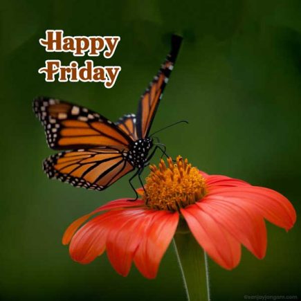 Happy Friday Images | 1100+ Happy Friday Pics & Photos | Sanjay Jangam