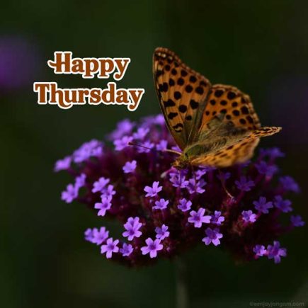 Happy Thursday Images | 1100+ Thursday Good Morning Images | Sanjay Jangam