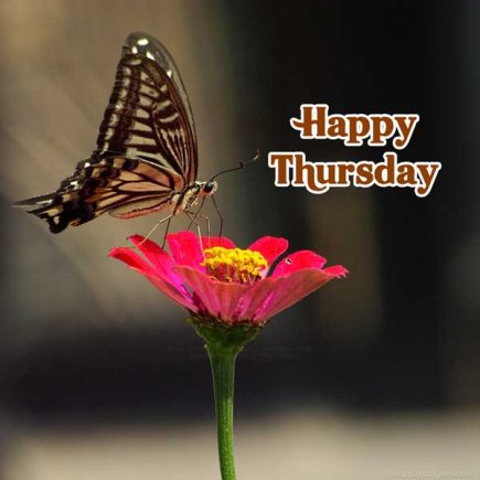 Happy Thursday Images | 1100+ Thursday Good Morning Images | Sanjay Jangam