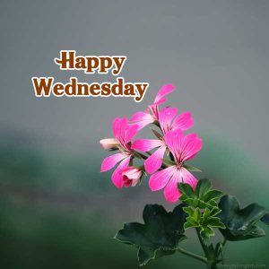 Happy Wednesday Images | 1100+ Wednesday Good Morning Images | Sanjay ...
