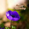 Happy Wednesday Images | 1100+ Wednesday Good Morning Images | Sanjay ...