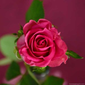 Rose Images | 1100+ Rose Pic & Rose Photo | Sanjay Jangam