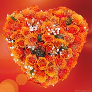 Rose Images | 1100+ Rose Pic & Rose Photo | Sanjay Jangam