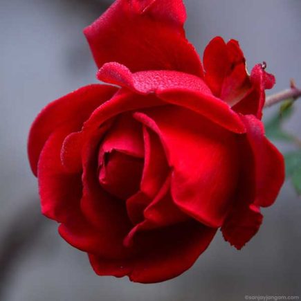 Rose Images | 1100+ Rose Pic & Rose Photo | Sanjay Jangam