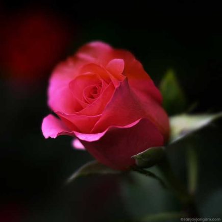 Rose Images | 1100+ Rose Pic & Rose Photo | Sanjay Jangam